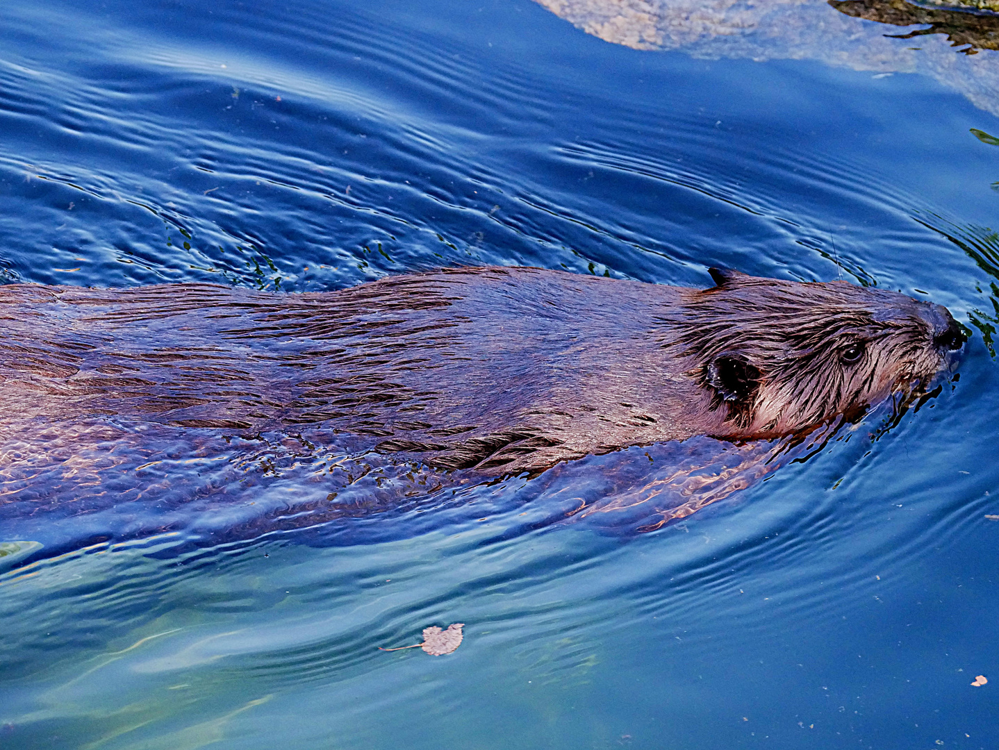 Biber Foto & Bild | world, natur, zoo Bilder auf fotocommunity