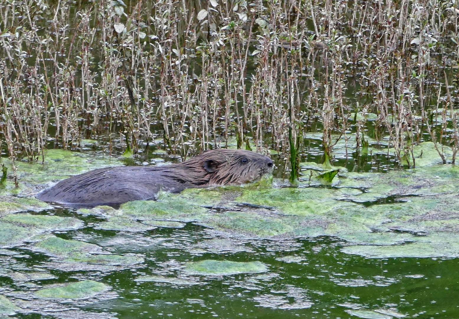 Biber Foto & Bild | sommer, tiere, wildlife Bilder auf fotocommunity