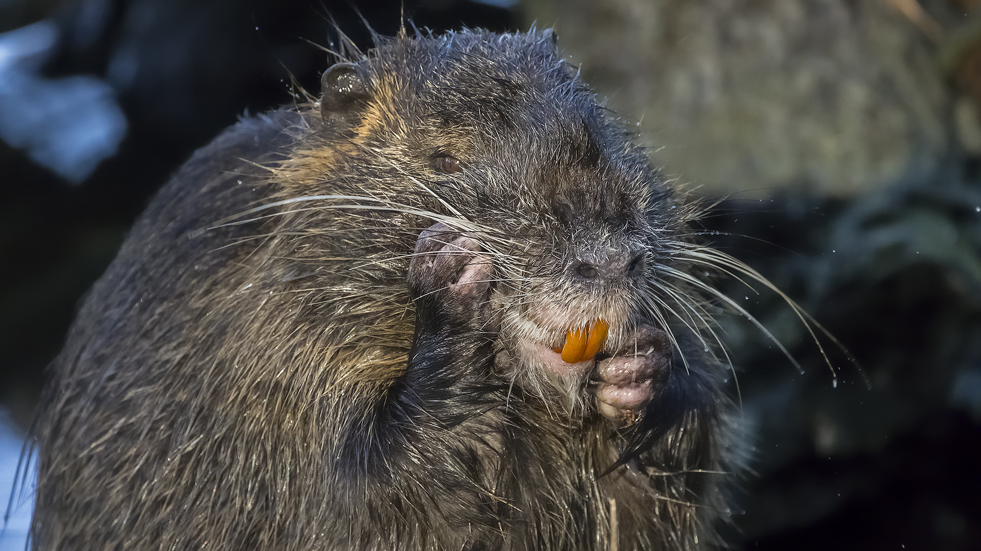 Biber, Nutria oder Bisam? (2) Foto & Bild | natur, nutria, tiere Bilder ...