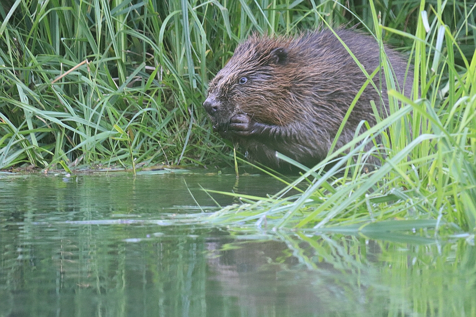 Biber von 2020 Foto & Bild | tiere, wildlife, biber Bilder auf ...