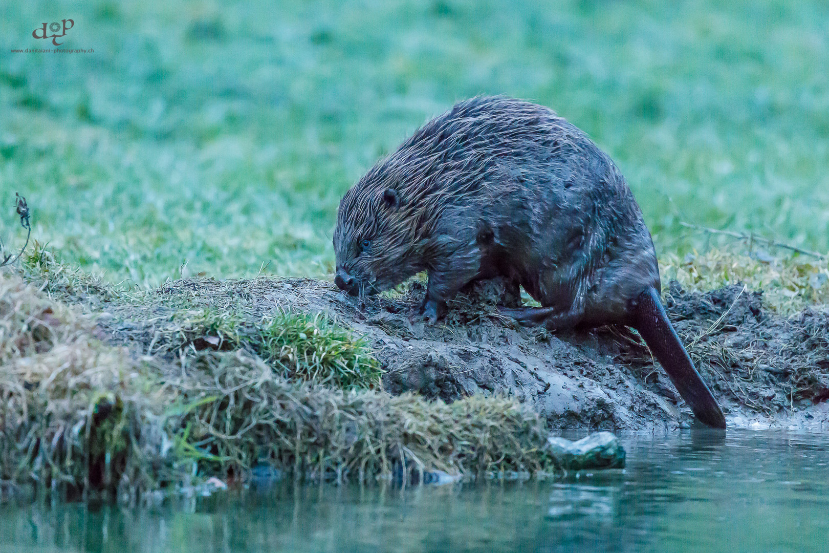 Biber_2 Foto & Bild | natur, schweiz, tiere Bilder auf fotocommunity
