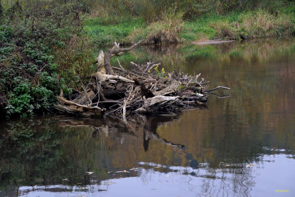 Biberbau Foto & Bild | natur, tiere, wildlife Bilder auf fotocommunity