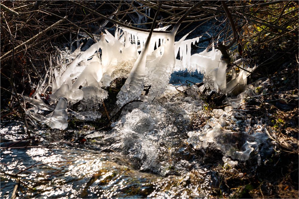 Biberbau im Bach Foto & Bild | world, natur, landschaft Bilder auf ...