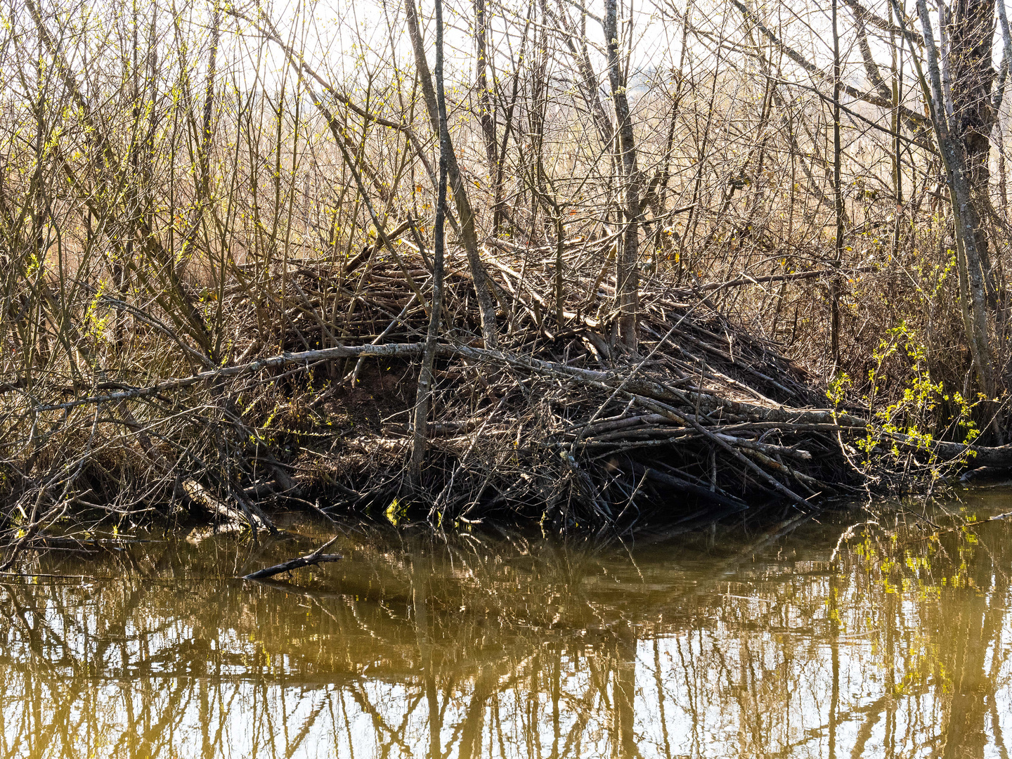 Biberburg Foto & Bild | landschaft, bach, fluss & see, see, teich ...