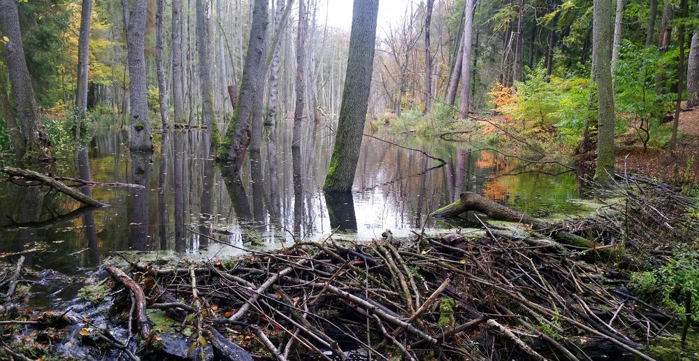 Biberburg im Briesetal Foto & Bild | world, brandenburg, natur Bilder ...