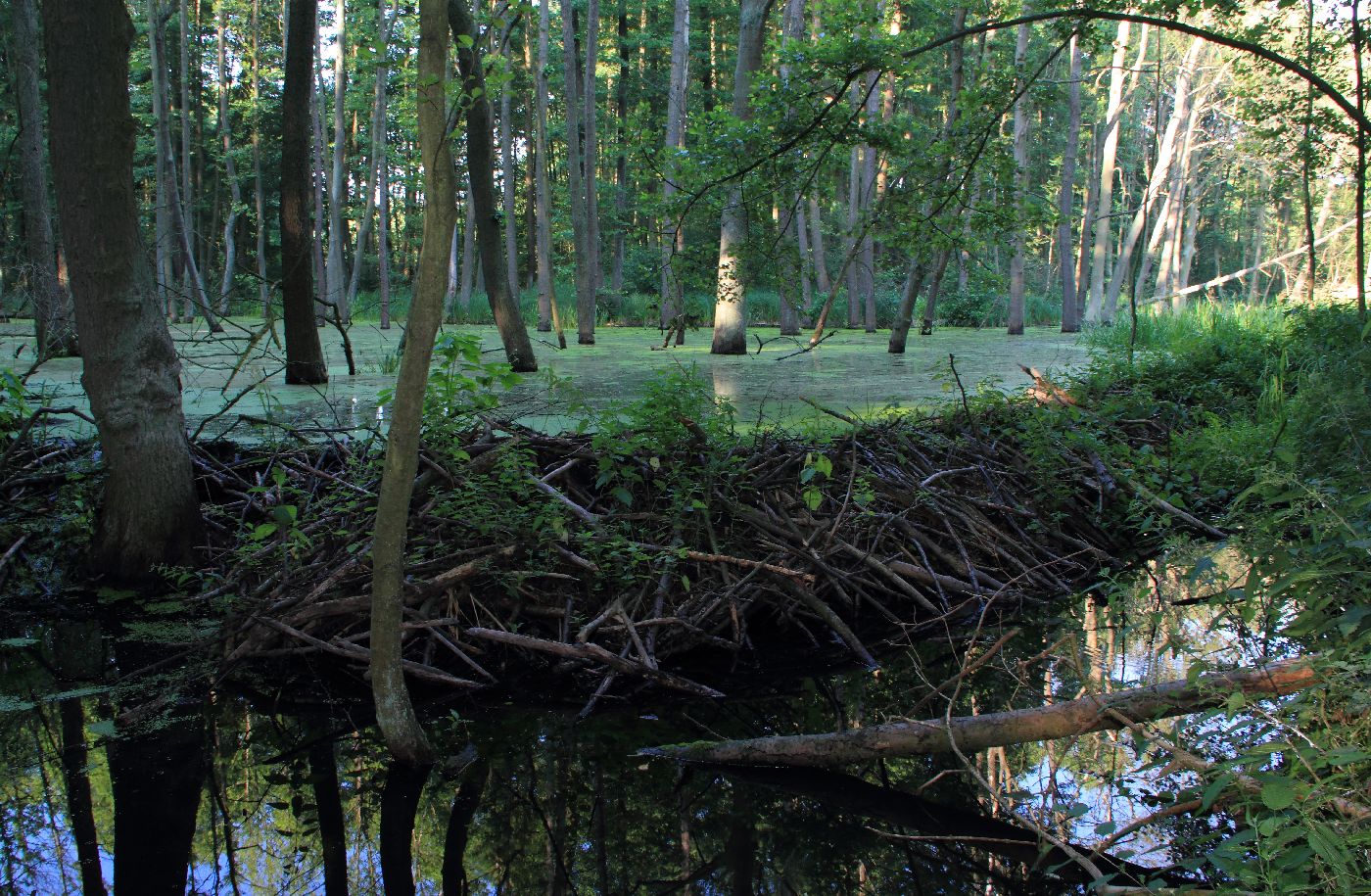 Biberdamm Foto & Bild | landschaft, lebensräume, biber Bilder auf ...