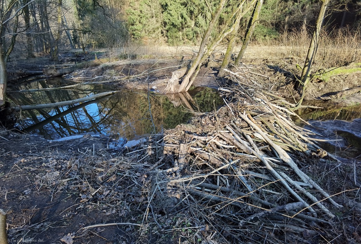 Biberdamm Foto & Bild | nager, natur, landschaft Bilder auf fotocommunity