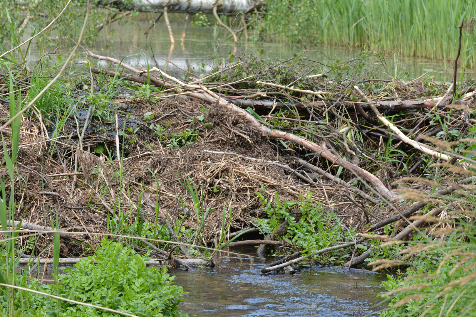 Biberdamm Foto & Bild | natur, landschaft, fluss Bilder auf fotocommunity