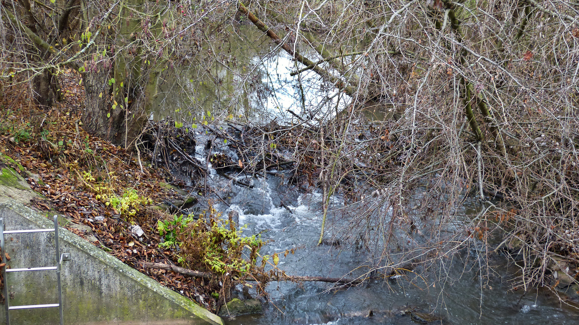 Biberdamm Foto & Bild | tiere, wildlife, landschaft Bilder auf ...