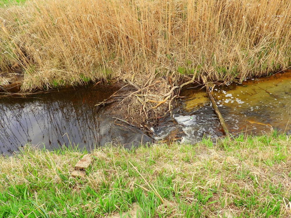 Biberdamm Foto & Bild | natur Bilder auf fotocommunity