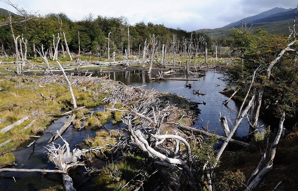 Biberdamm Foto & Bild | south america, argentina, región patagónica ...