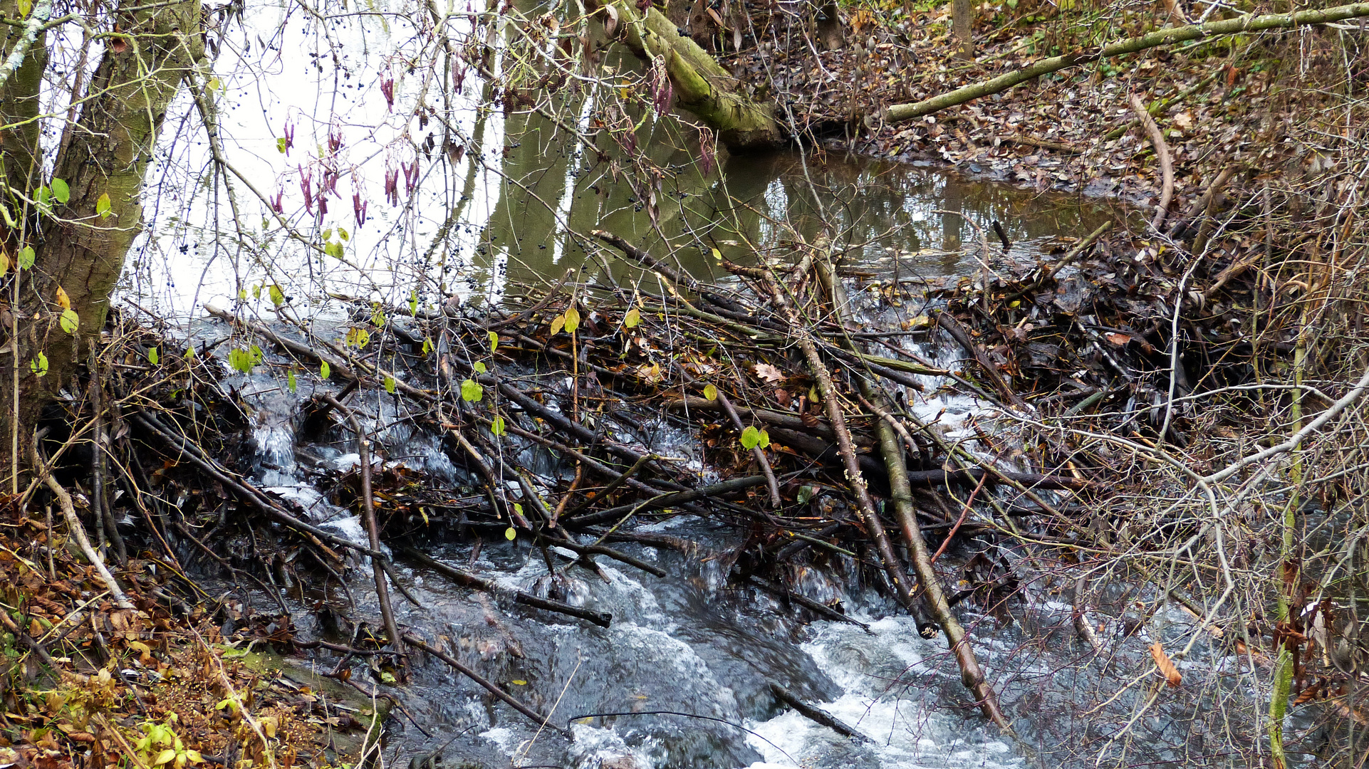 Biberdamm Foto & Bild | wasser, natur, landschaft Bilder auf fotocommunity