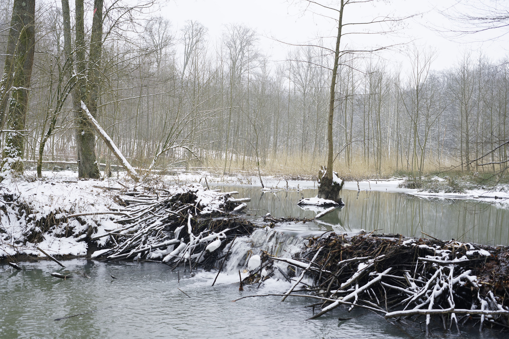 Biberdamm Foto & Bild | deutschland, europe, saarland Bilder auf ...