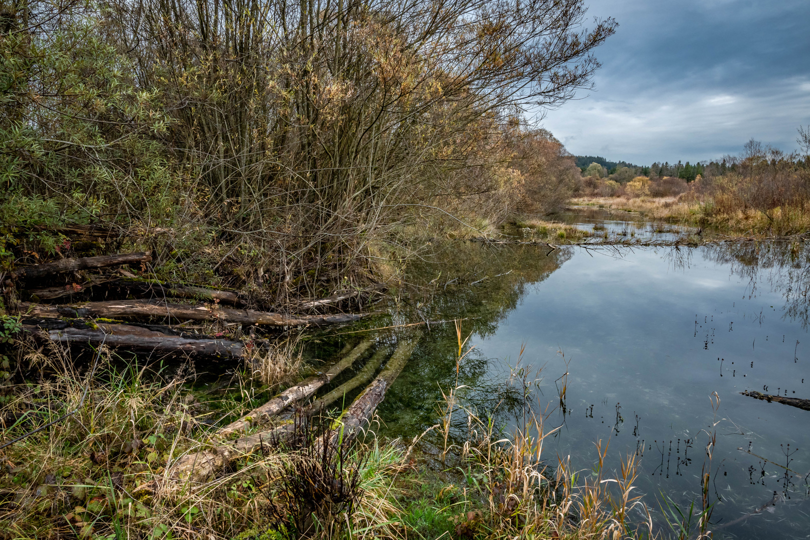 Biberdamm in den Isarauen Foto & Bild | tiere, landschaft, bach, fluss ...
