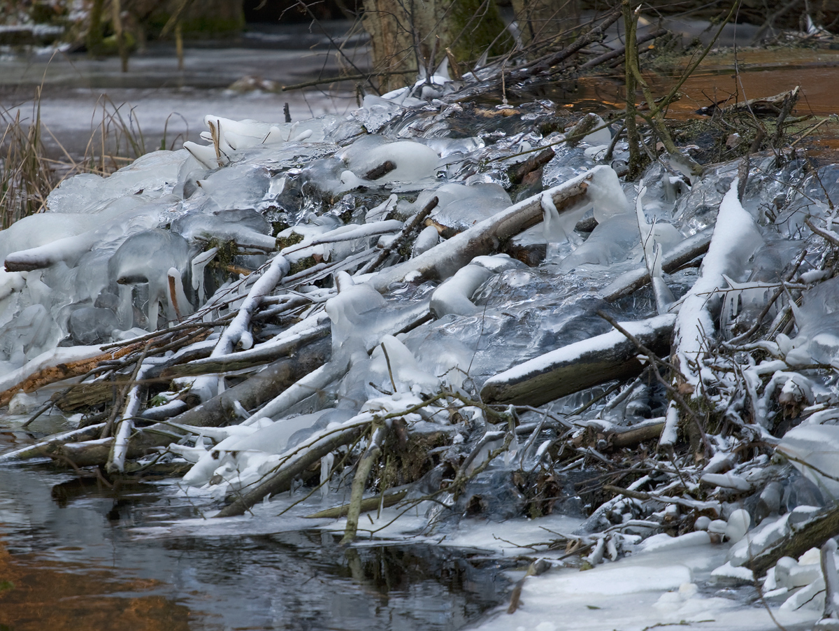 Biberdamm in EIS Foto & Bild | gefroren, wasser, bäume Bilder auf ...