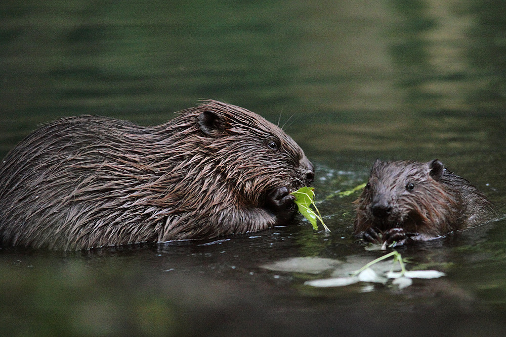 Biberfamilie beim Abendessen - 2 - Foto & Bild | tiere, wildlife ...