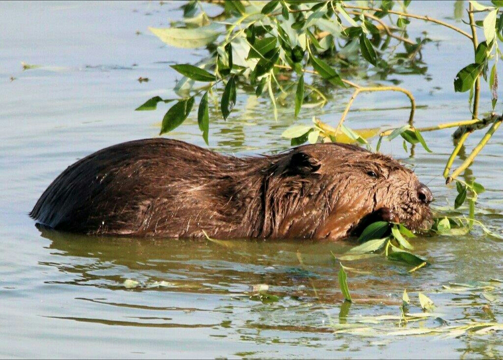 Biber,jpg Foto & Bild | tiere, wildlife, säugetiere Bilder auf ...