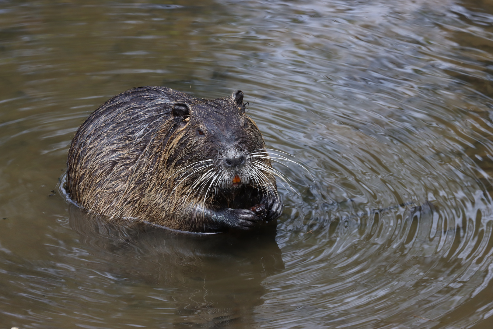 Biberratte Foto & Bild | tiere, wildlife, wildlife: sonstige tiere ...