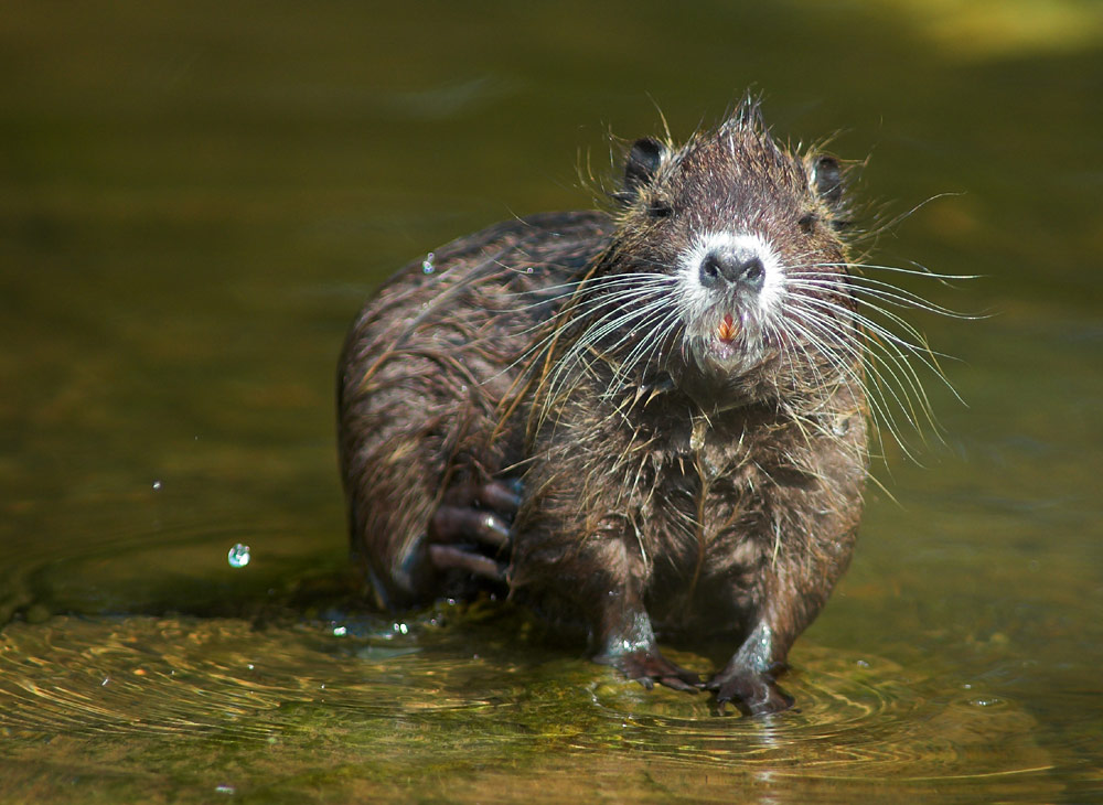Biberratte (Myocastor coypus) Foto & Bild | tiere, wildlife, säugetiere ...