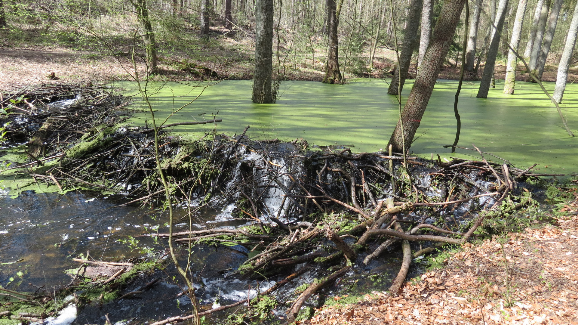 Biberstaudamm im Briesetal Foto & Bild | landschaft, lebensräume, natur ...