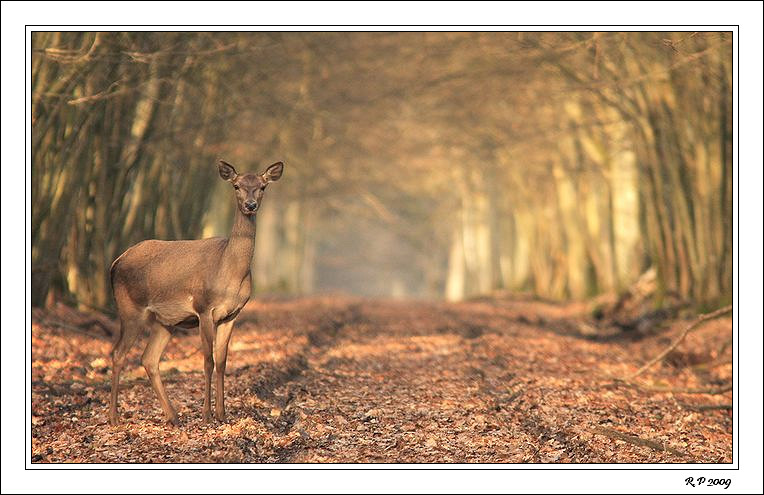 Biche photo et image | animaux, animaux sauvages, bovidés à l'état ...