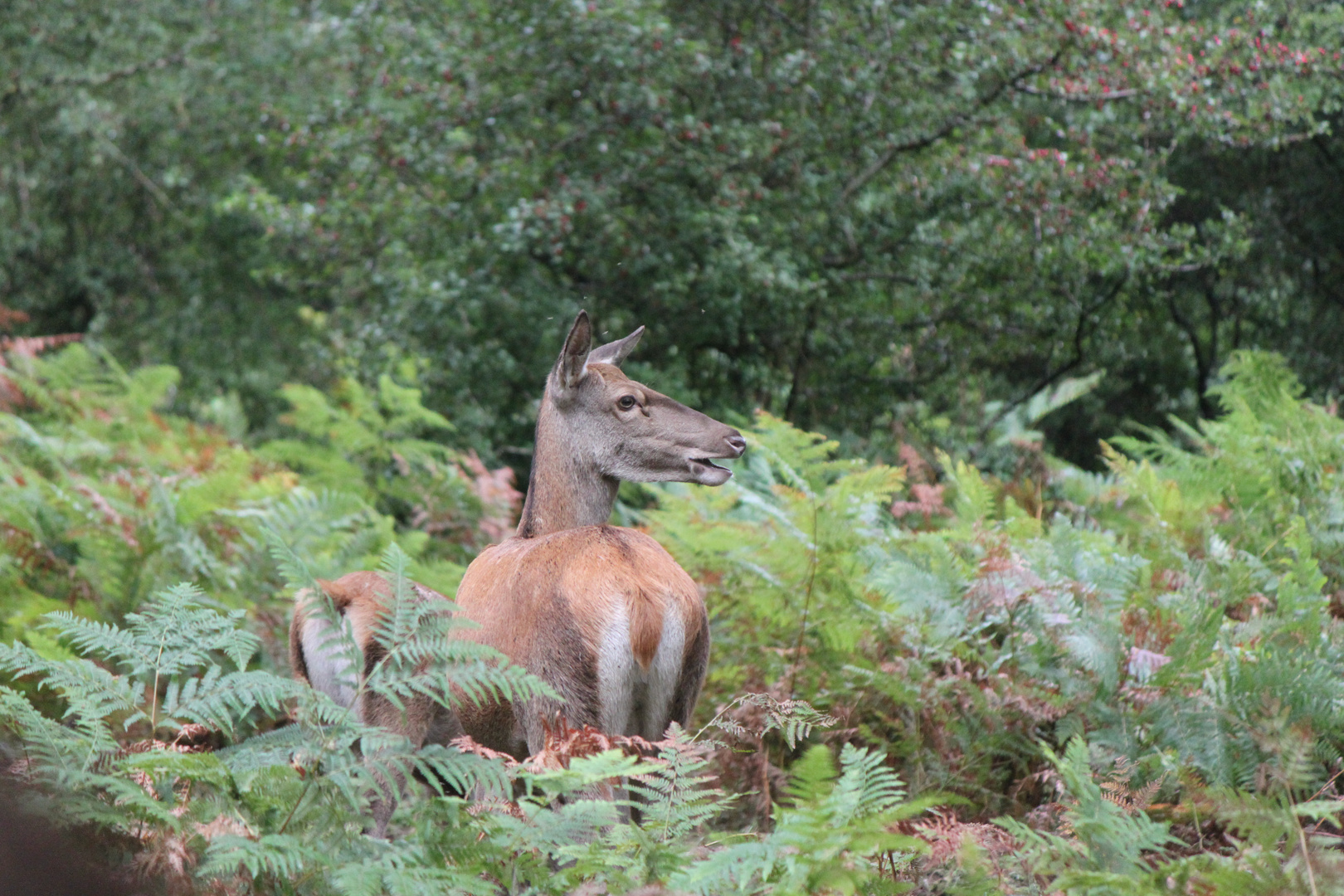 Biche photo et image | animaux, animaux sauvages, cervidés sauvages ...