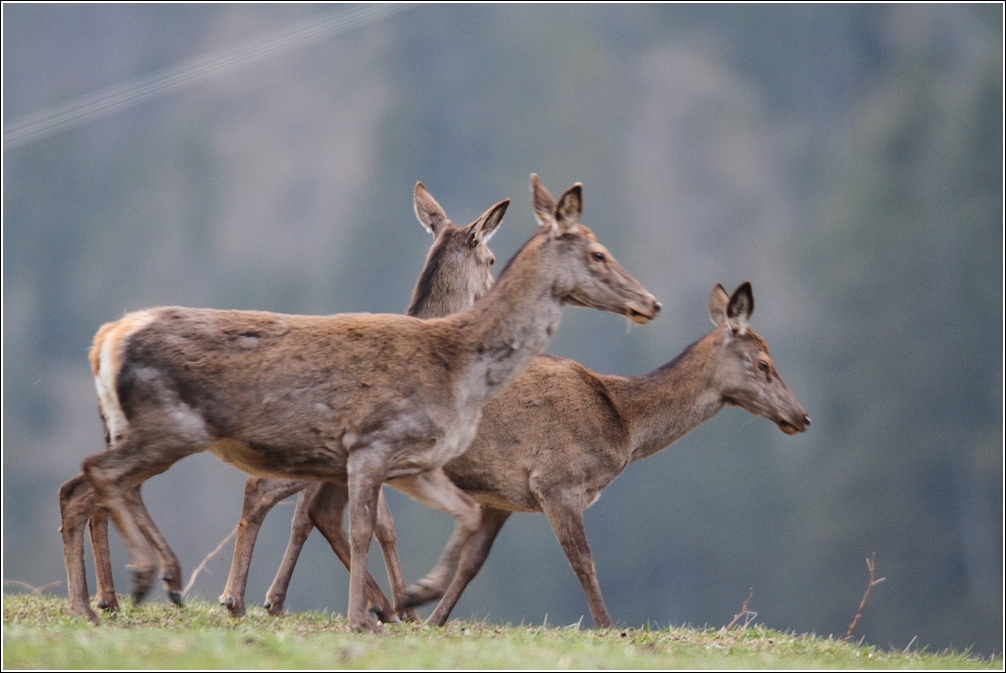 Biches photo et image | animaux, animaux sauvages, cervidés sauvages ...