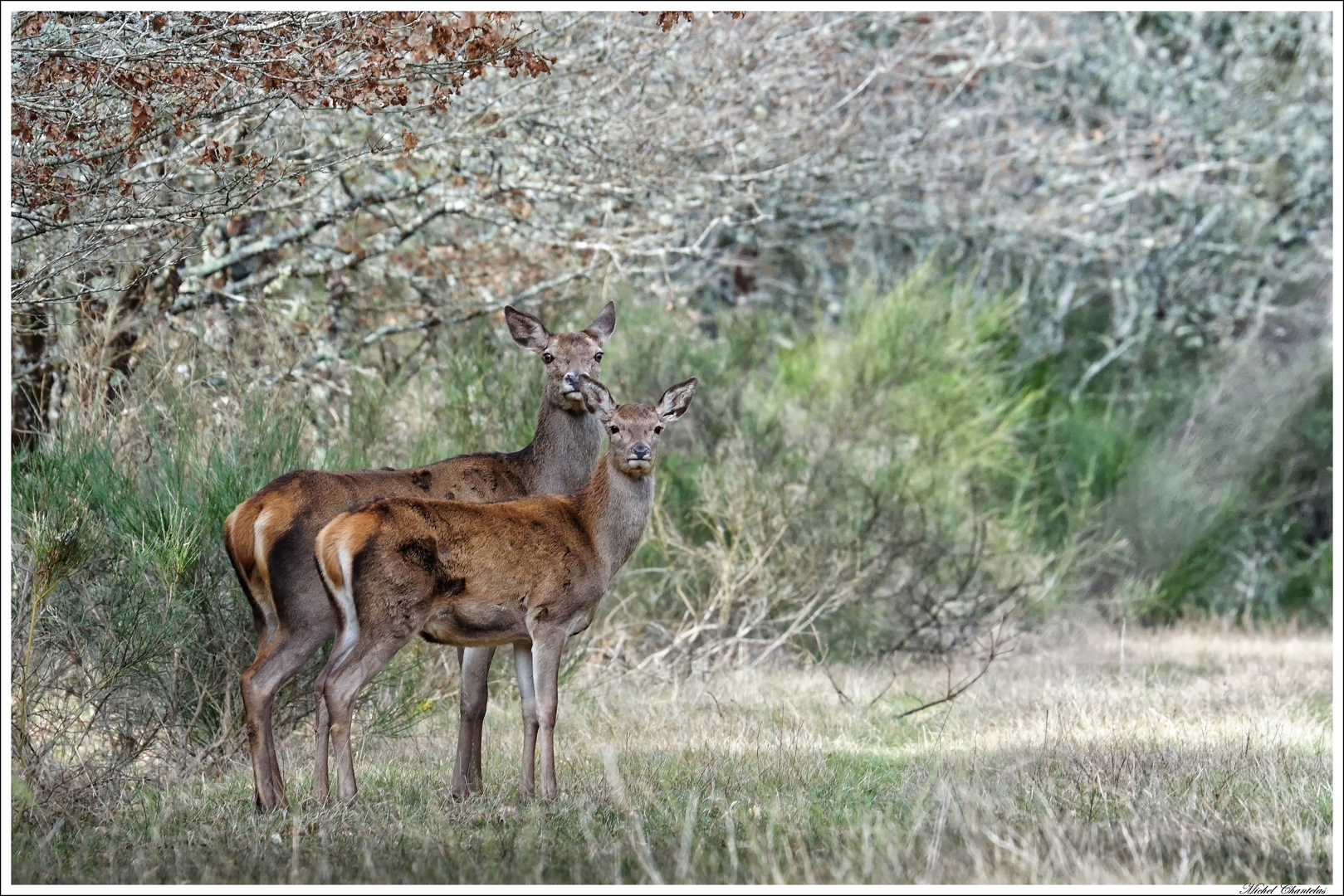biches photo et image | animaux, nature Images fotocommunity