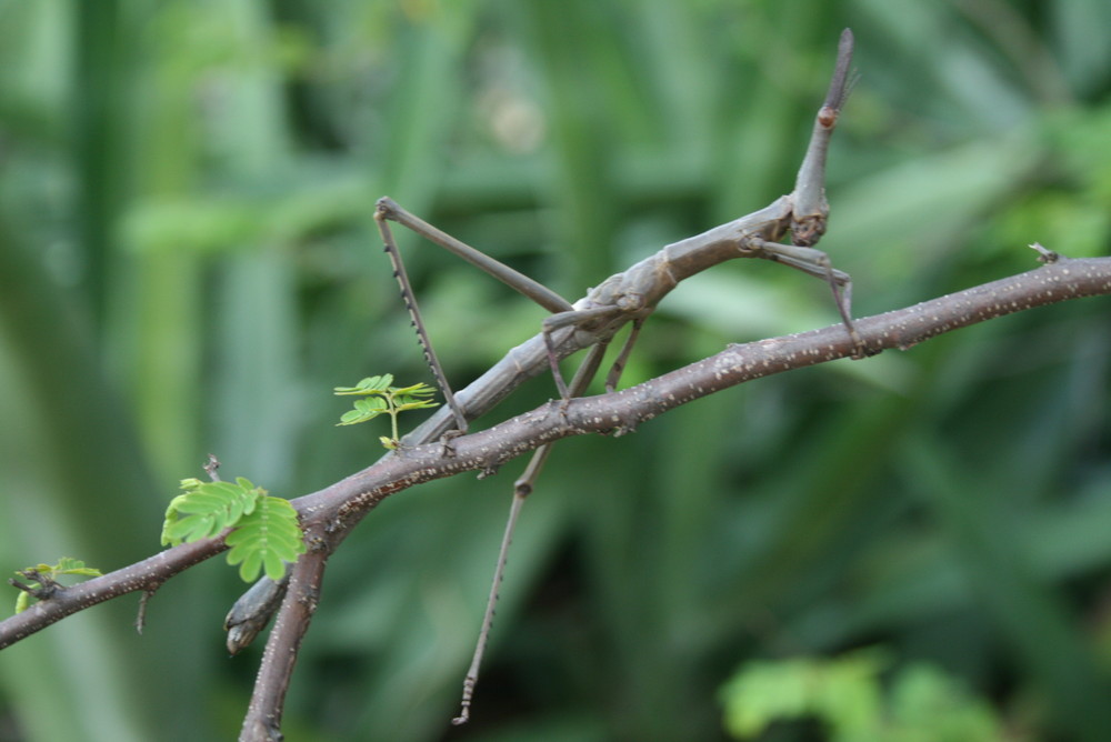 bicho-palo Imagen & Foto | animales, invertebrados , naturaleza Fotos ...