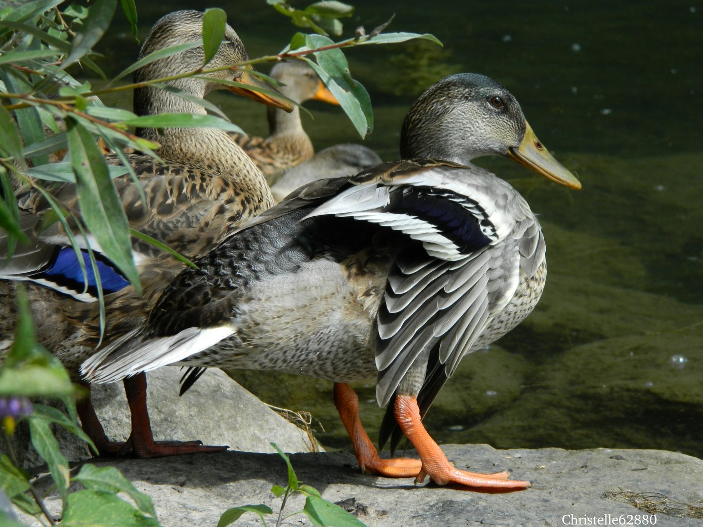 bien dodu photo et image | animaux, nature Images fotocommunity