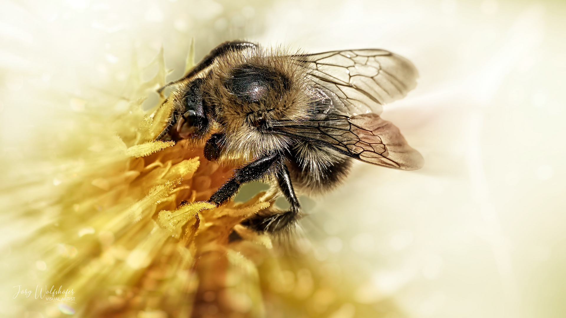 Bienchen Foto & Bild | fotos, spezial, sommer Bilder auf fotocommunity