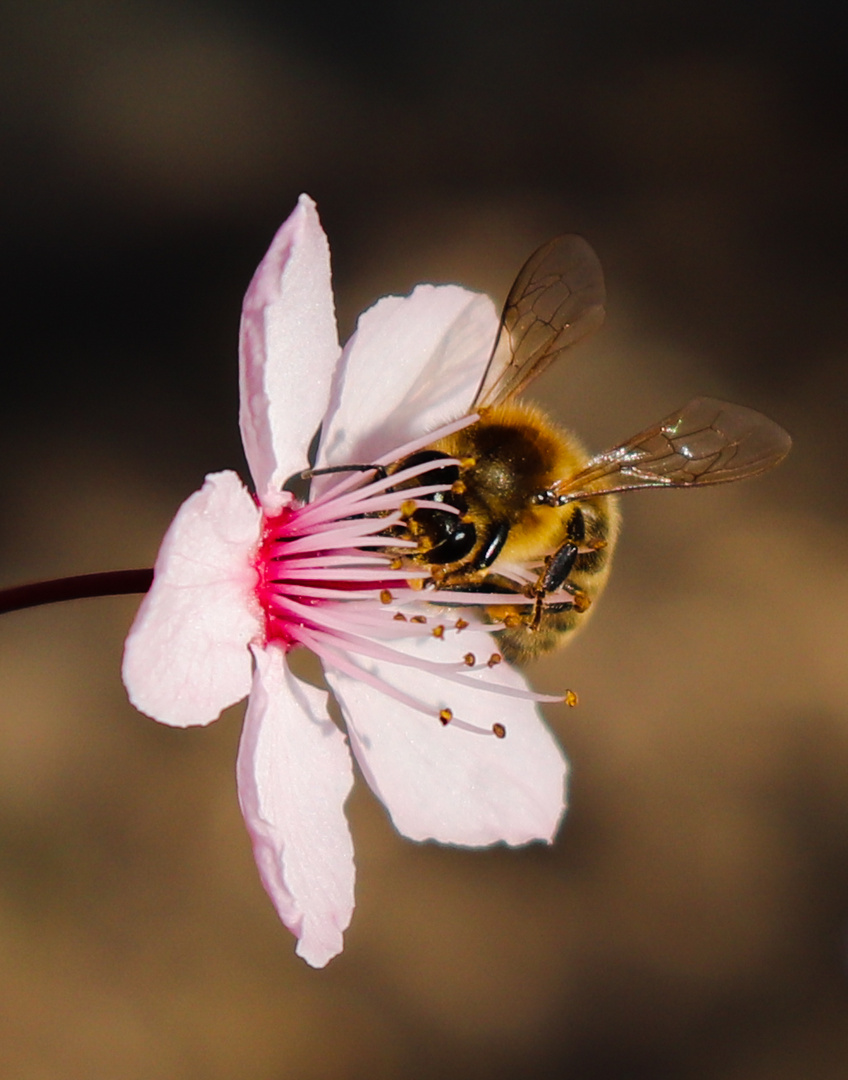 Bienchen Foto & Bild | natur, blüten, insekten Bilder auf fotocommunity