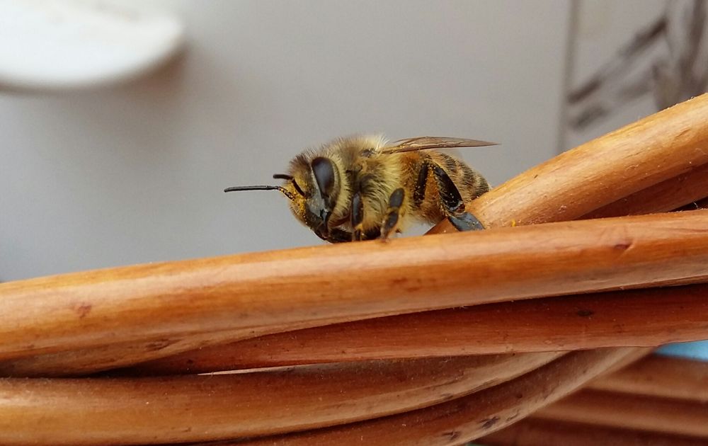 Bienchen 1 Foto & Bild | tiere, wildlife, insekten Bilder auf fotocommunity