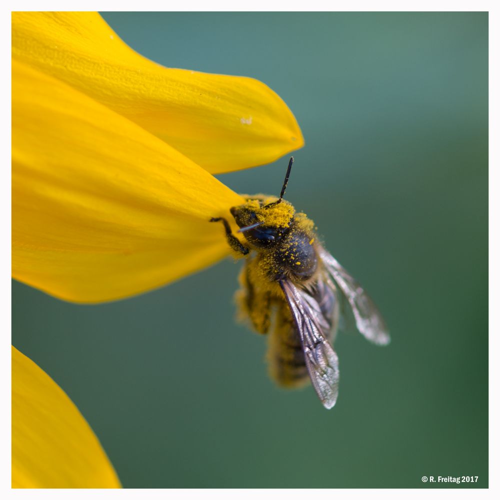 Bienchen Foto & Bild | tiere, wildlife, natur Bilder auf fotocommunity