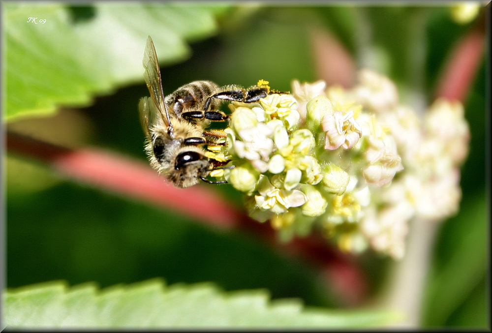 Bienchen Foto & Bild | tiere, wildlife, insekten Bilder auf fotocommunity
