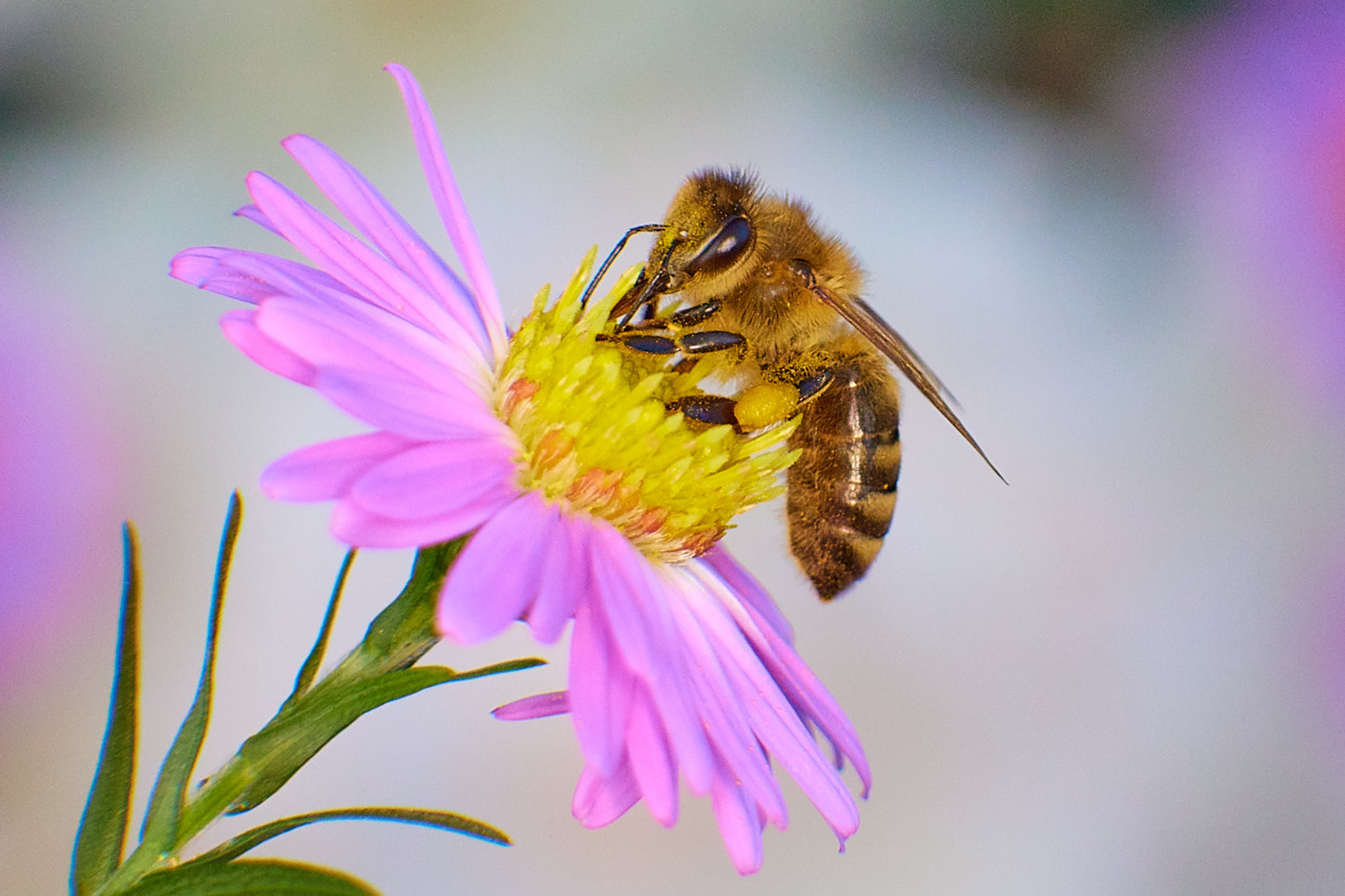 Bienchen (2)............... Foto & Bild | tiere, natur-makros, natur ...
