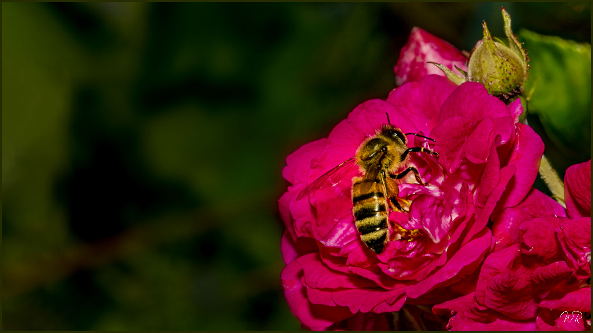 ~ Bienchen ~ Foto & Bild | natur, tiere, kreativ Bilder auf fotocommunity