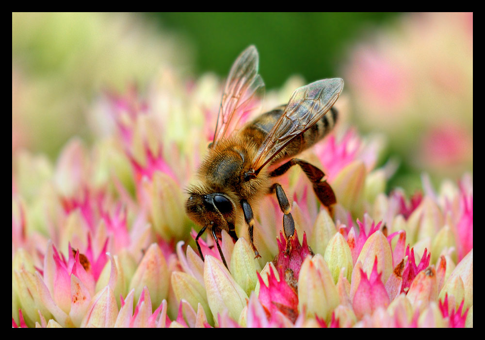 ++ bienchen ++ Foto & Bild | tiere, wildlife, insekten Bilder auf ...