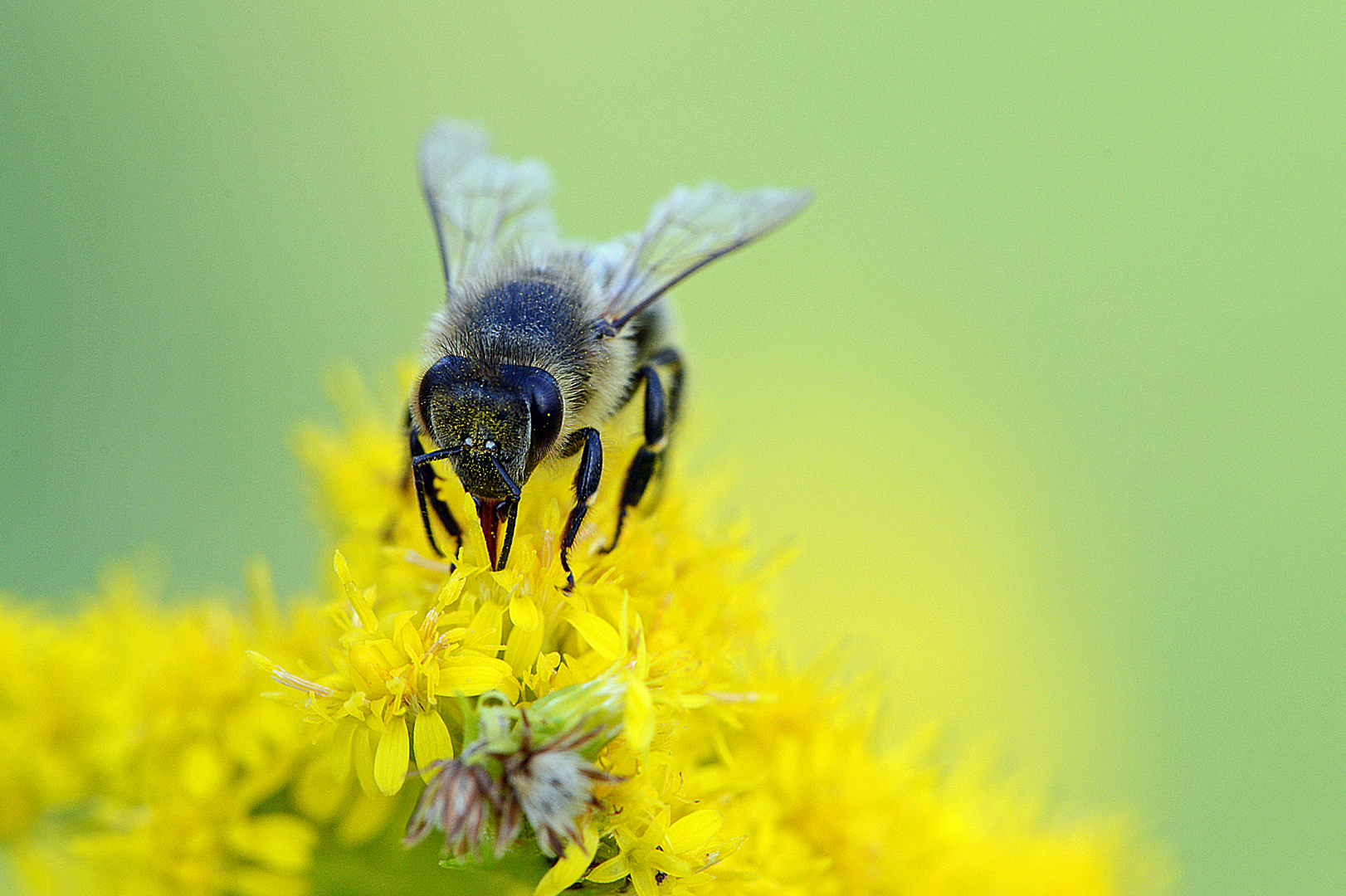 " Bienchen " Foto & Bild | tiere, wildlife, insekten Bilder auf ...