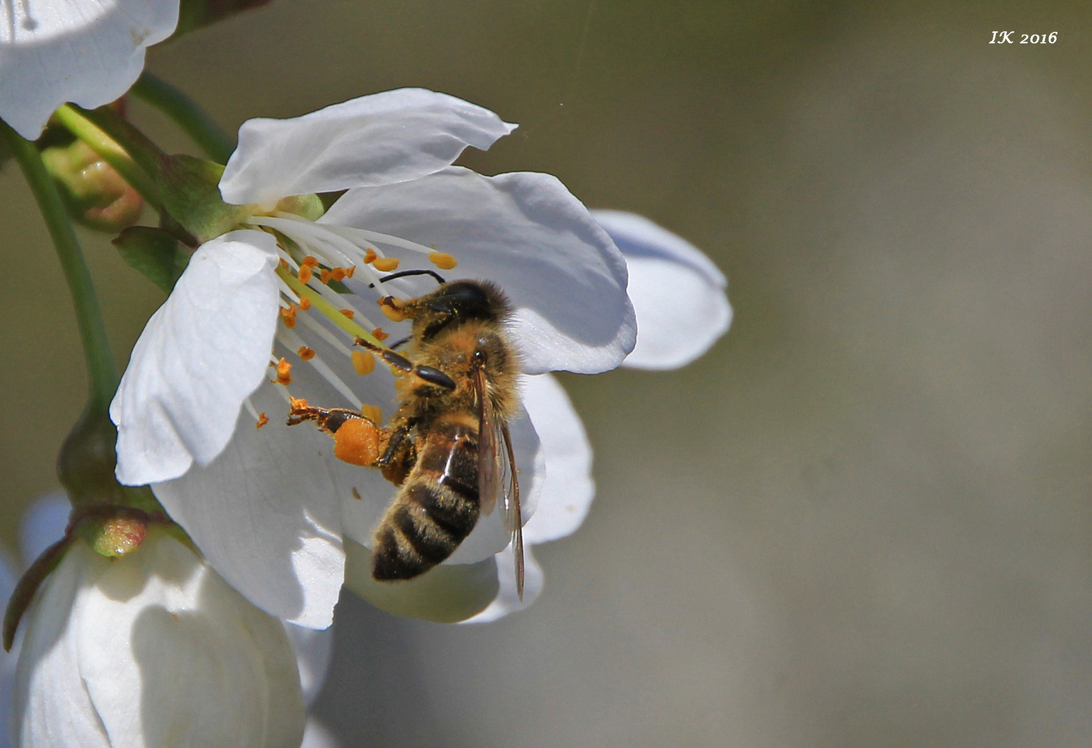 Bienchen Foto & Bild | insekten, frühling, natur Bilder auf fotocommunity