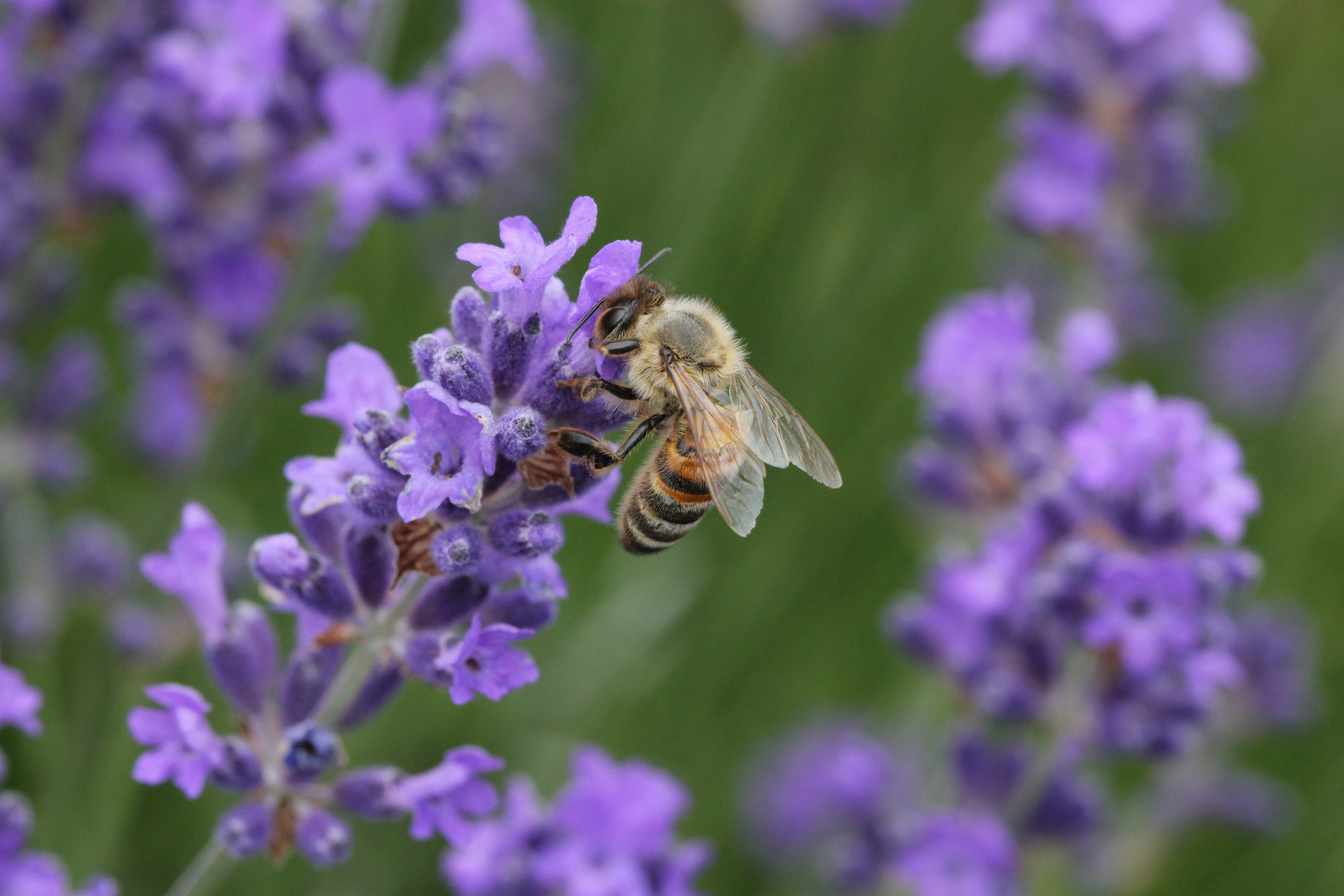Bienchen Foto & Bild | tiere, natur Bilder auf fotocommunity