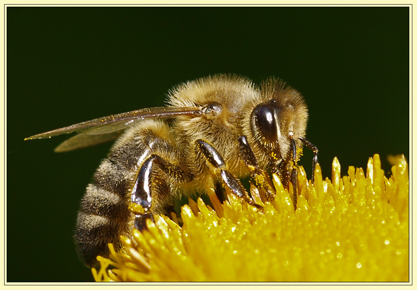 Bienchen Foto & Bild | tiere, wildlife, insekten Bilder auf fotocommunity