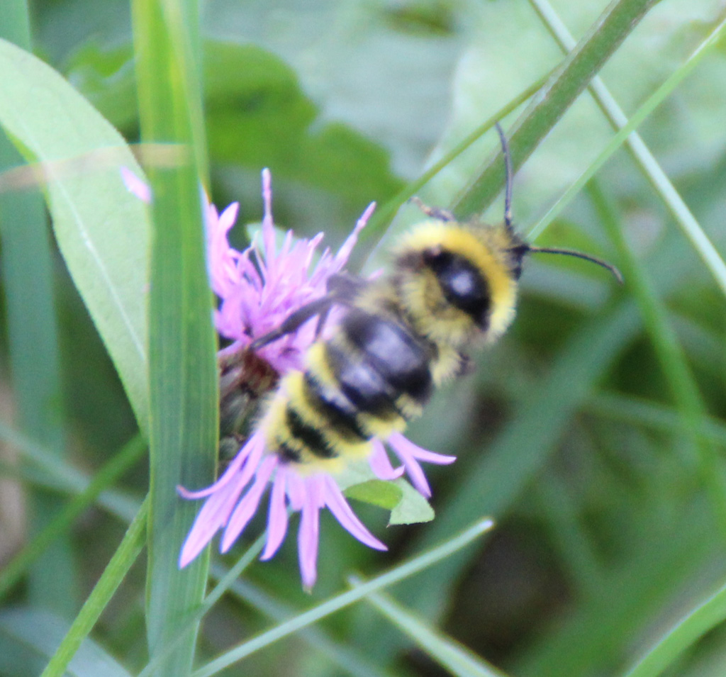 Bienchen Foto & Bild | insekten, natur, tiere Bilder auf fotocommunity