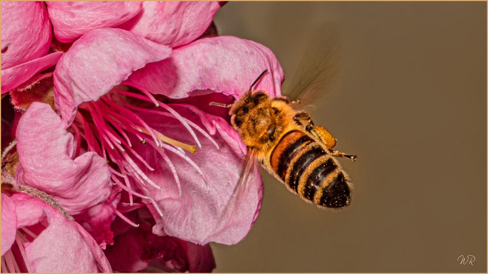 ~ Bienchen ~ Foto & Bild | makro, natur, blüten Bilder auf fotocommunity
