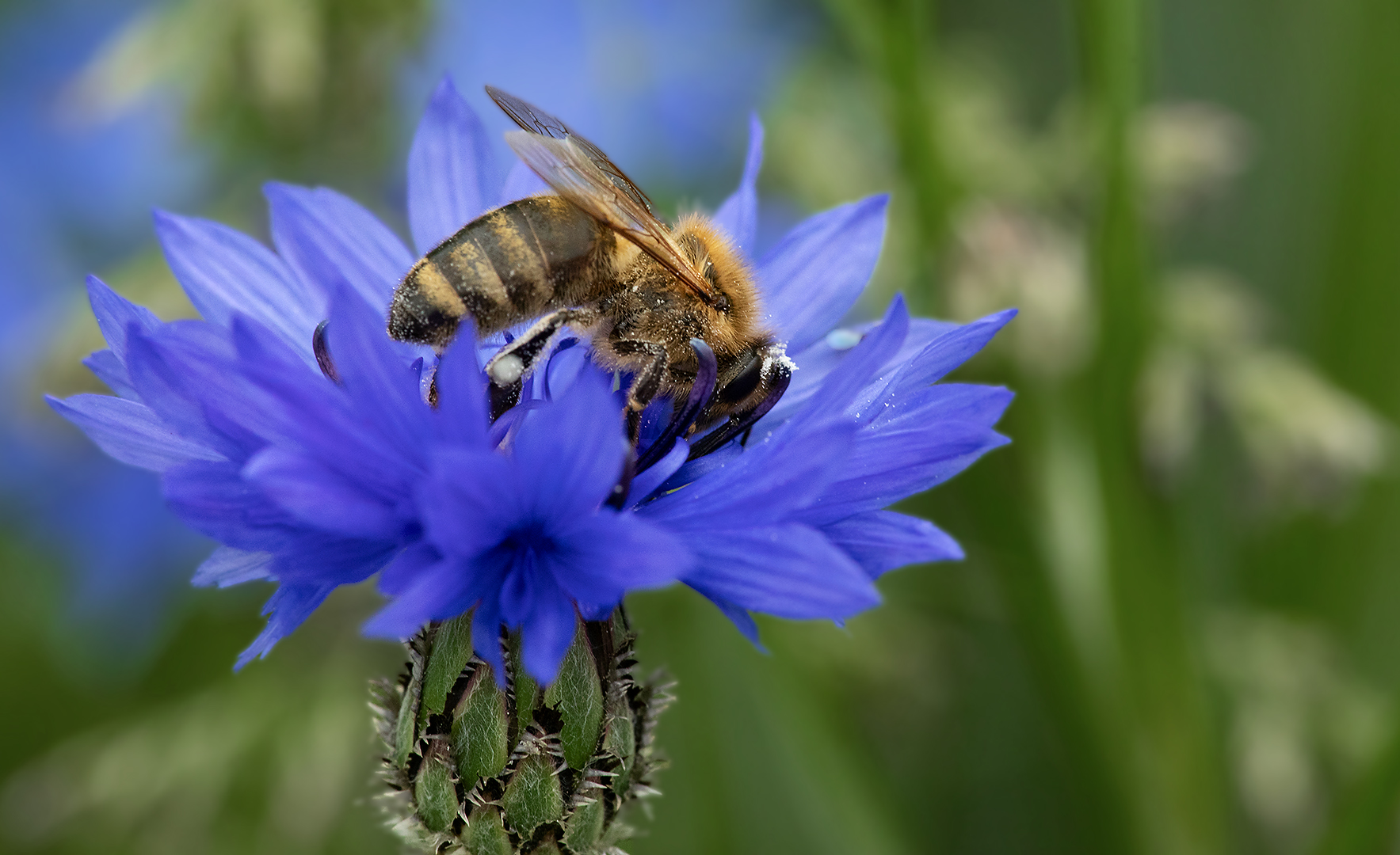 Bienchen auf Blümchen Foto & Bild | tiere, wildlife, insekten Bilder ...