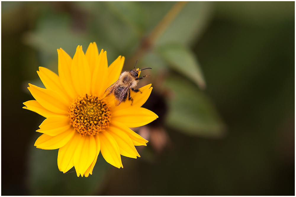 Bienchen auf Blüte Foto & Bild | tiere, wildlife, insekten Bilder auf ...