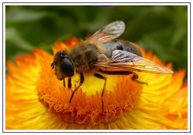 Bienchen auf der Blume Foto & Bild | tiere, wildlife, insekten Bilder ...
