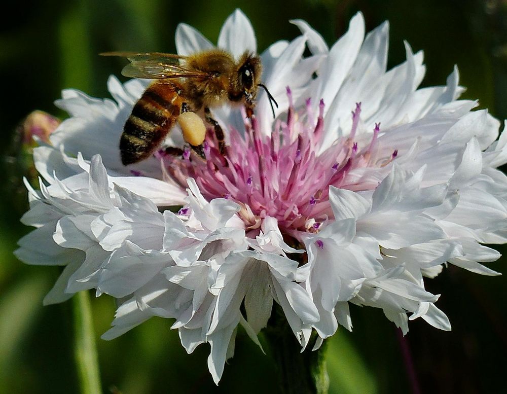 Bienchen auf Kornblume Foto & Bild | projekte, mittwochsblümchen ...
