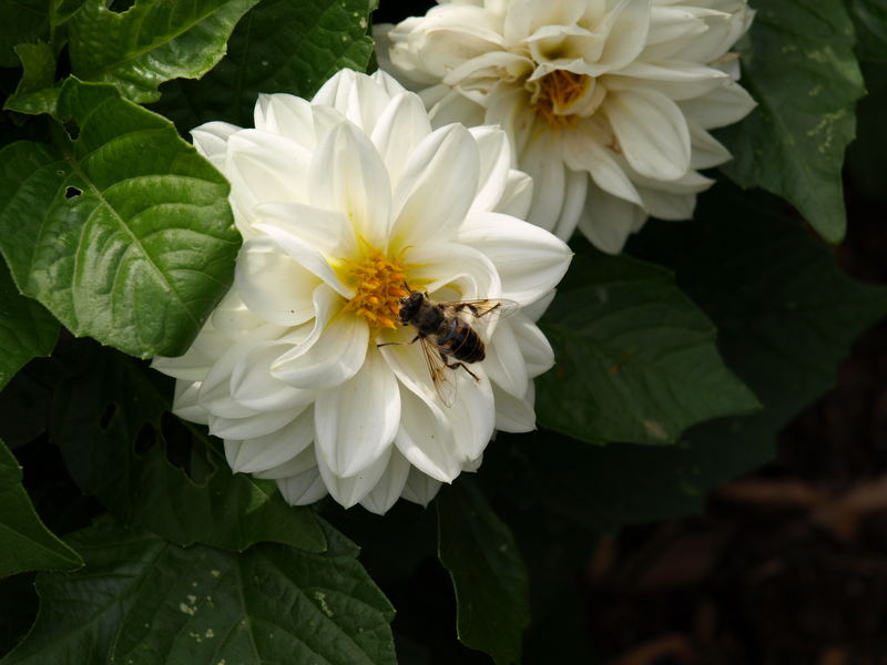 Bienchen bei der Arbeit 2 Foto & Bild | pflanzen, pilze & flechten ...