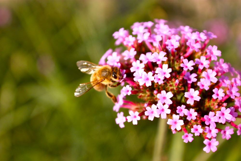 bienchen bienchen Foto & Bild | tiere, wildlife, insekten Bilder auf ...
